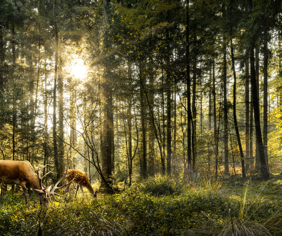 Hunting vs. Livestock Farming – Which is More Sustainable - Free-RangeDad