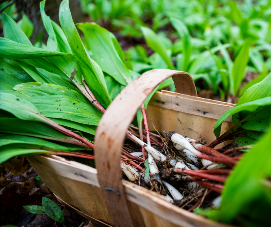 Foraging vs Farming:The Pros and Cons of Nature’s Harvest - Free-RangeDad