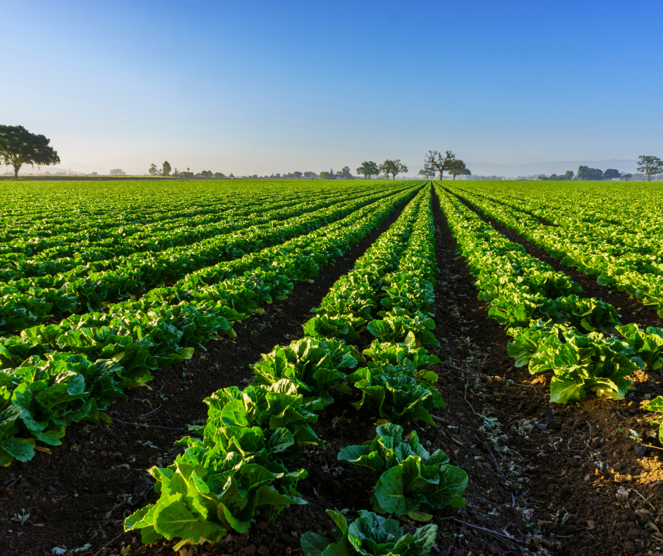 Foraging vs Farming:The Pros and Cons of Nature’s Harvest - Free-RangeDad