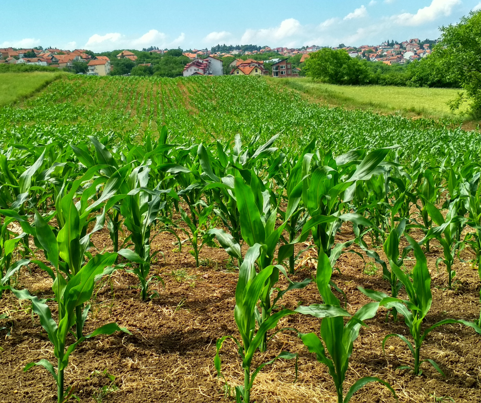 Foraging vs Farming:The Pros and Cons of Nature’s Harvest - Free-RangeDad